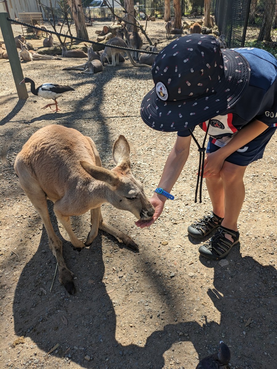 Australia – Queensland fun – Our Family Sabbatical Blog